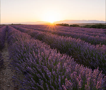 OUR HISTORY – Rancé